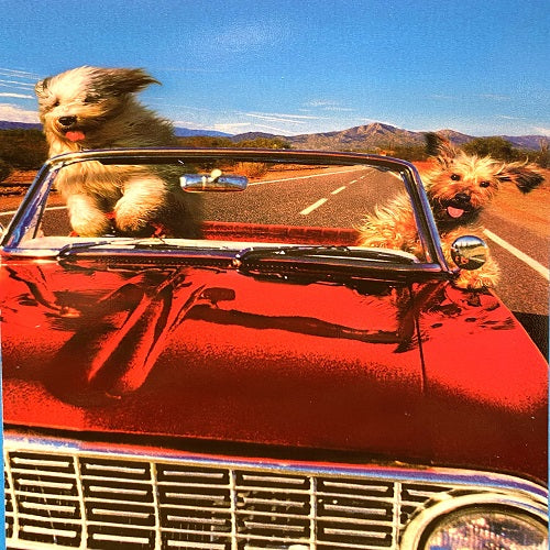 Road Trip Dogs – Card King